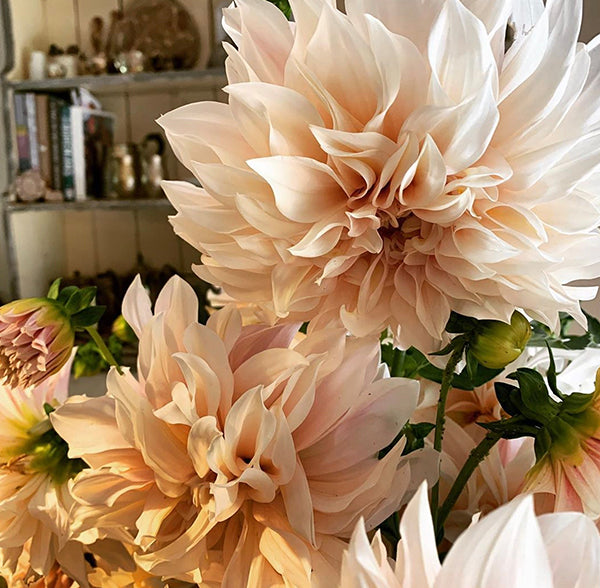 ORGANIC FLOWERS, VEGIES, AND CITRUS – Tenterfield Creek Organics